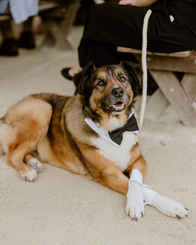 Snoots and Suits - Wedding Pet Chaperone - Wedding Services Thornlands ...